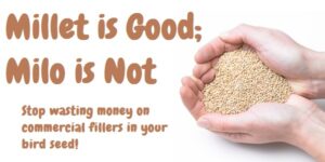 Millet is Good; Milo is Not - Backyard Birds