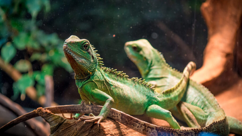Reptiles 101 at Backyard Birds - Backyard Birds