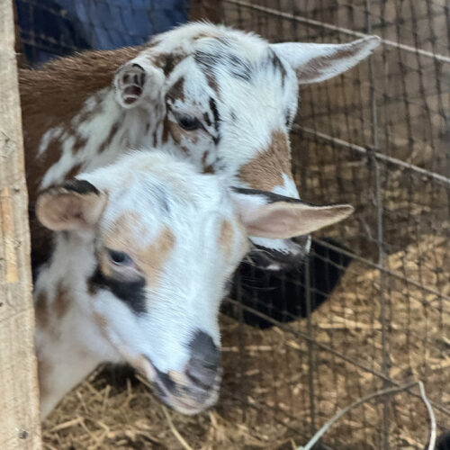 Meet Angie Gotta & Her Goats at Backyard Birds! - Backyard Birds